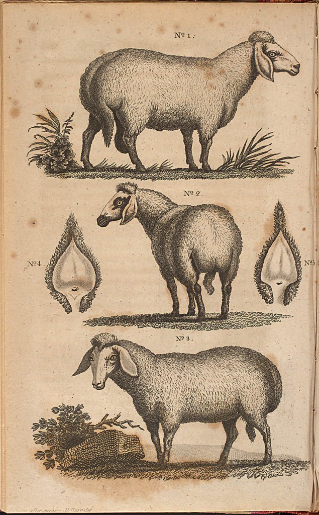 On Tunis Sheep | Philadelphia Society for Promoting Agriculture